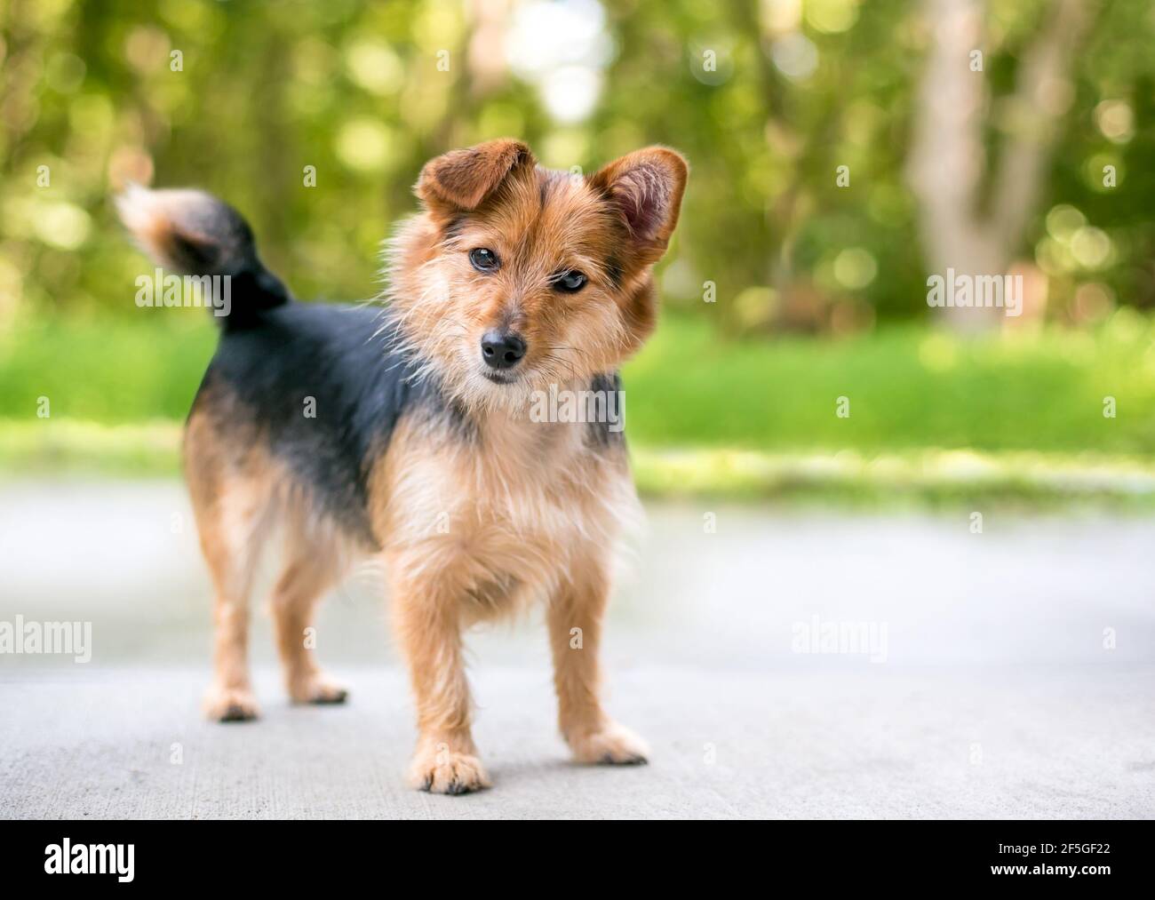 A cute scruffy mixed breed dog with one straight ear and one folded ear ...