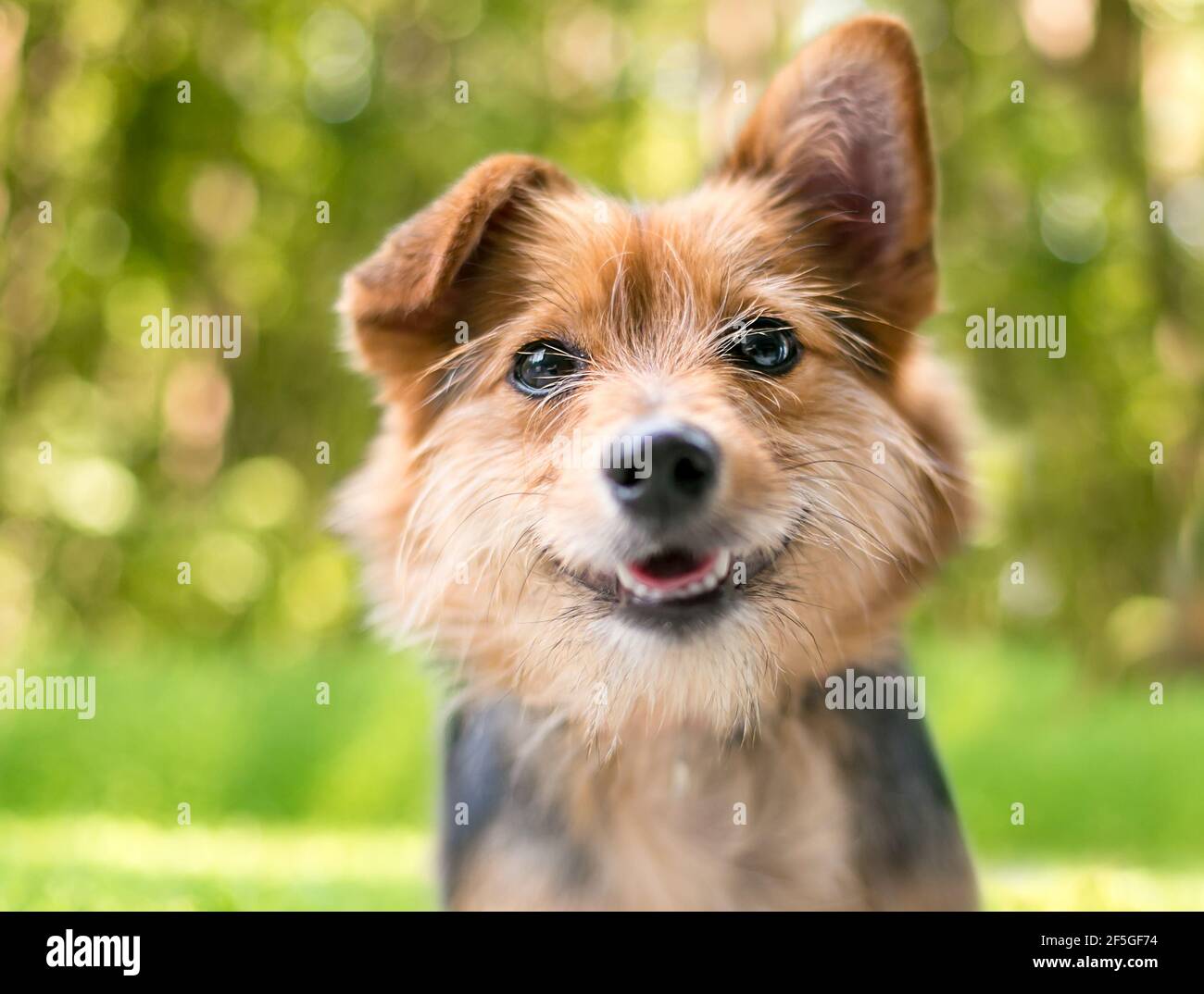 Happy scruffy dog hi-res stock photography and images - Alamy