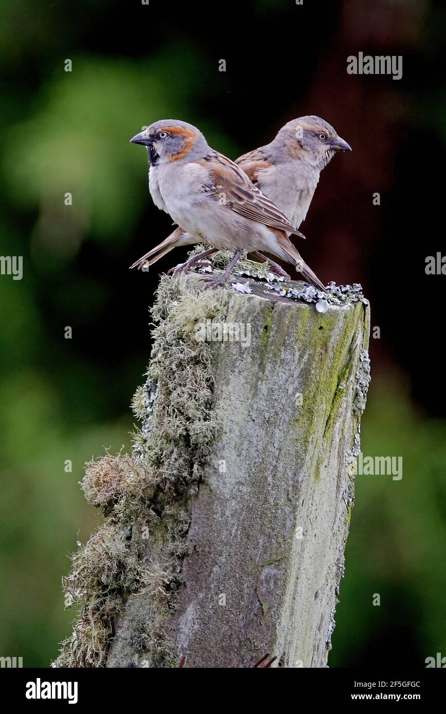 Rufocinctus hi-res stock photography and images - Alamy