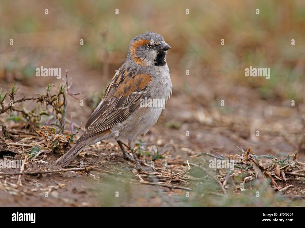 Kenya sparrow hi-res stock photography and images - Alamy