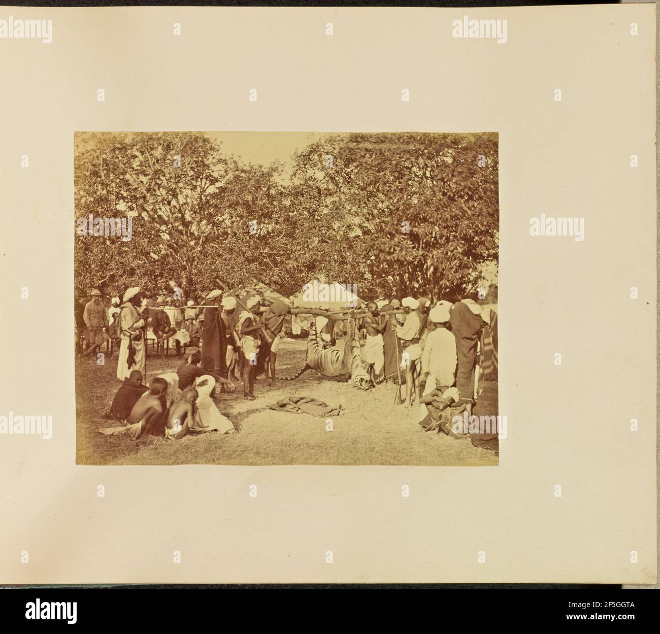 Captured Tiger in Camp. Willoughby Wallace Hooper (English, 1837 - 1912 ...