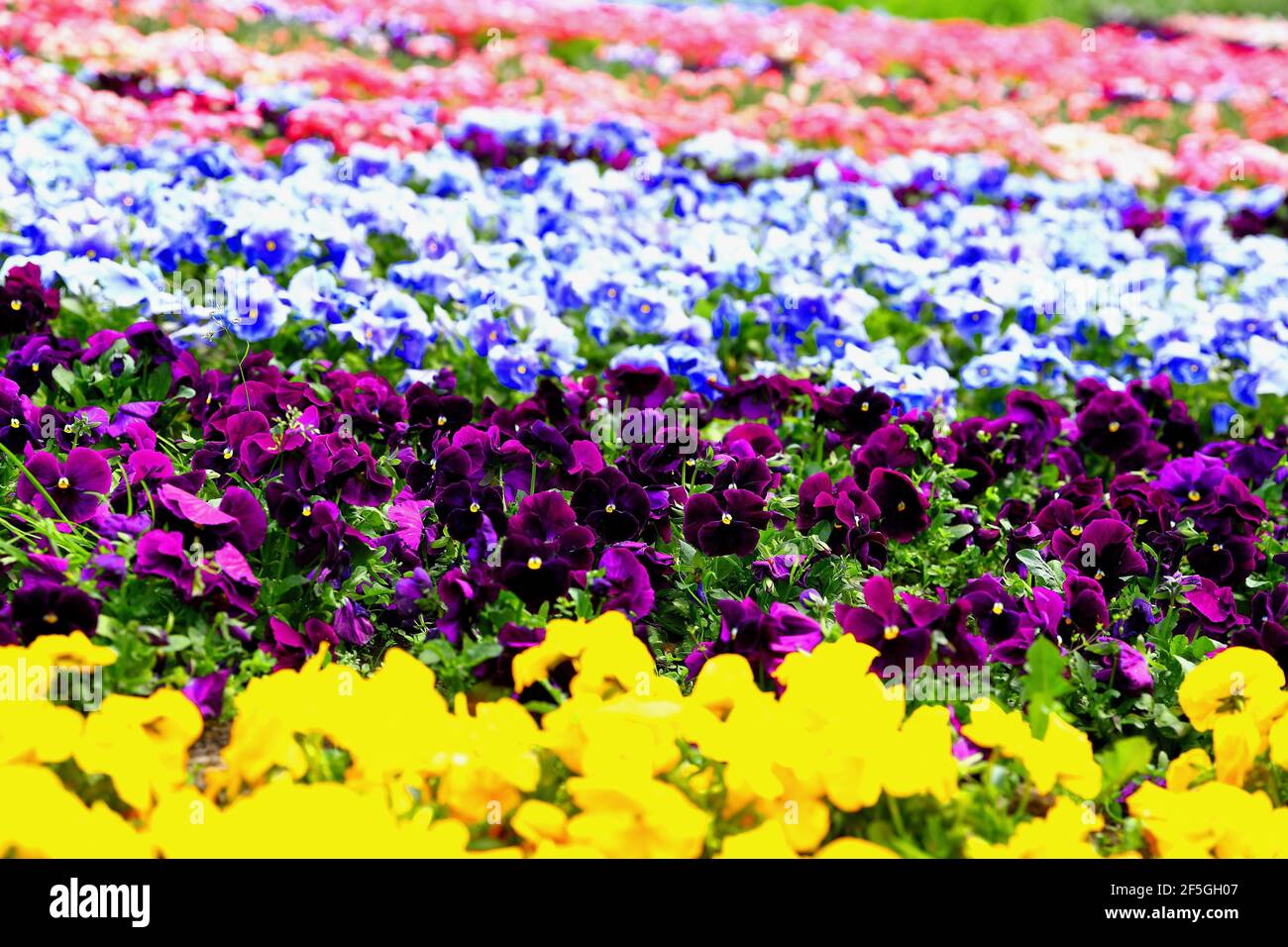 Colorful pansies that bloom in summer in the city's botanical garden ...