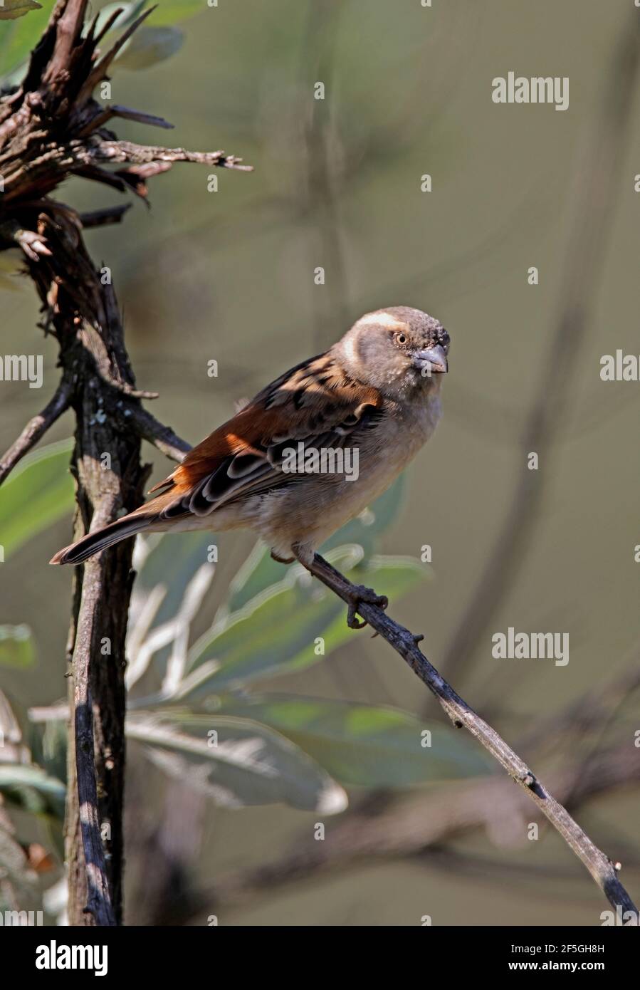 Kenya rufous sparrow hi-res stock photography and images - Alamy