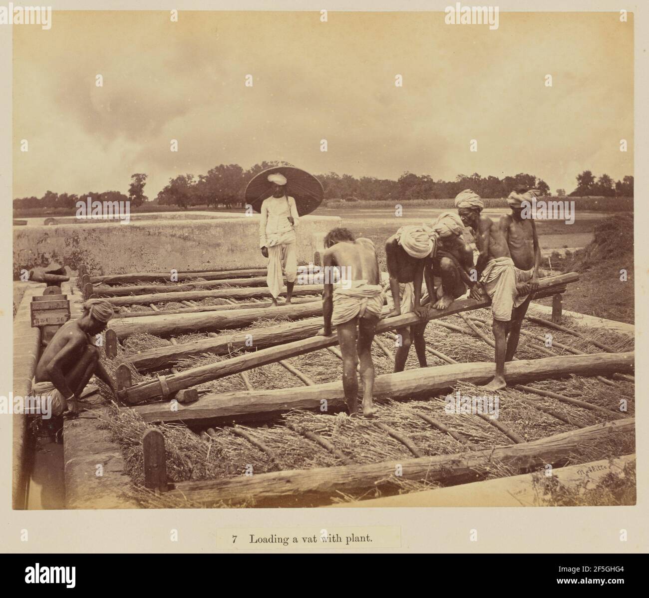 Loading a vat with plant. Oscar Mallitte (British, about 1829 - 1905 ...