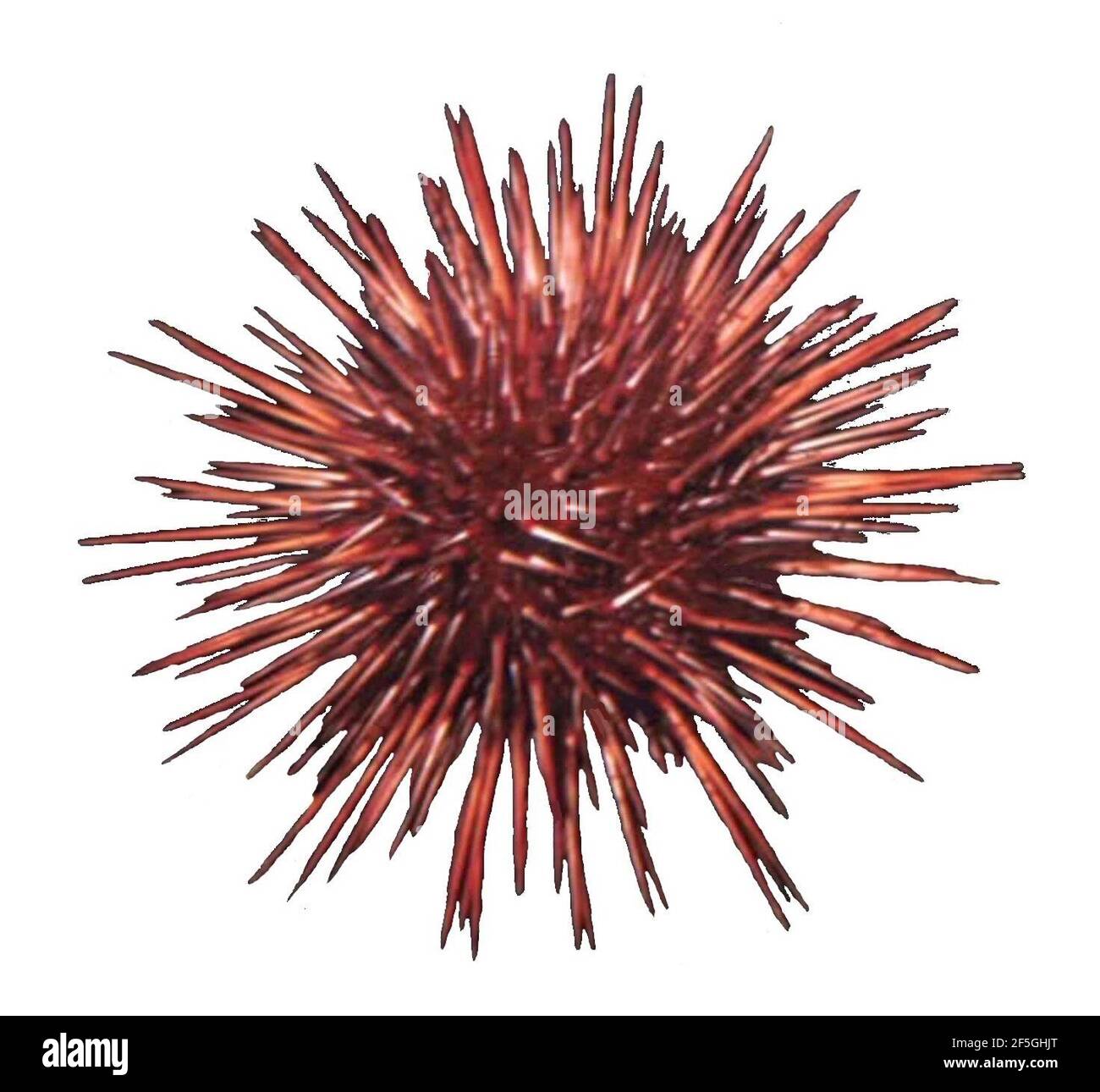 Red sea urchin 2 Stock Photo - Alamy