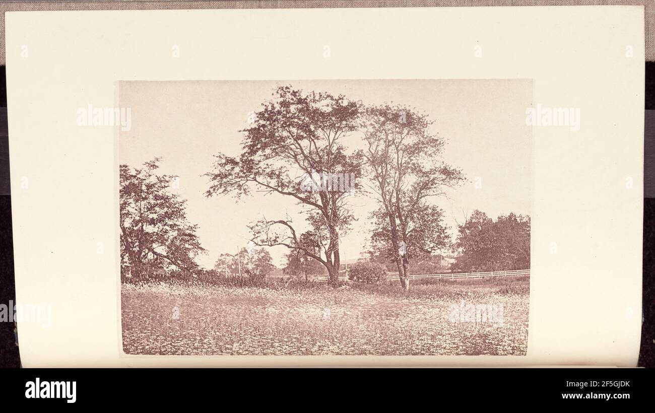 Cherry-trees near Isabel's Island in Beverly. Wilson Flagg (American ...