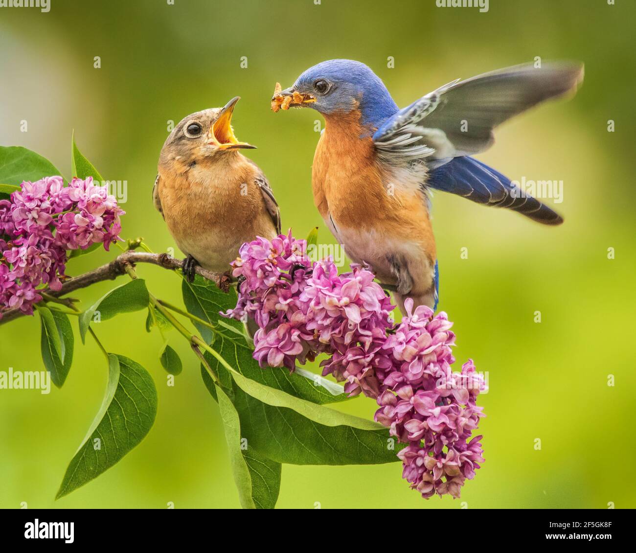 Eastern Bluebird pair perched on a purple lilac branch engaging in a ...