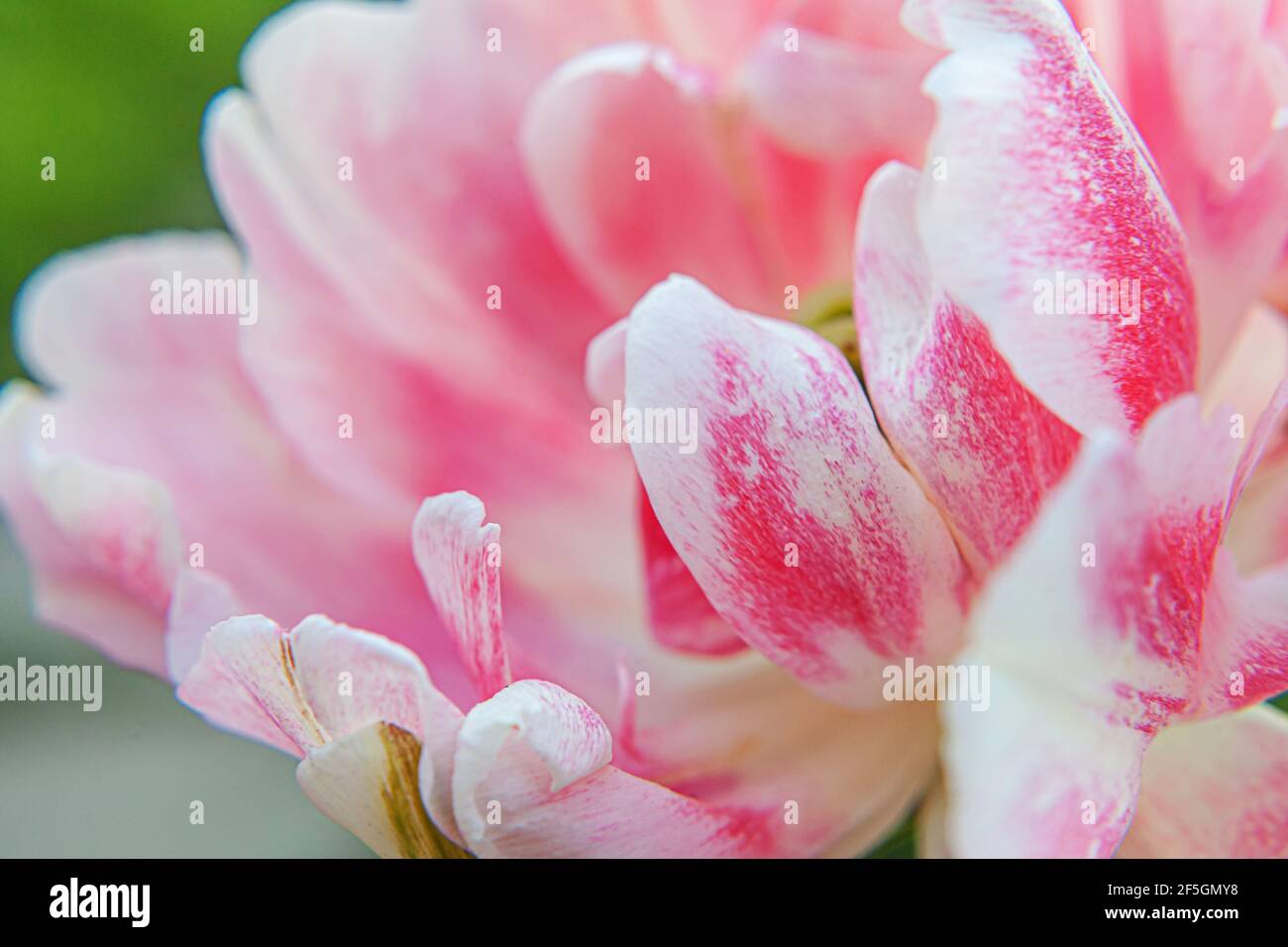 Pink tulip flowers in spring time. Close up macro of fresh spring ...