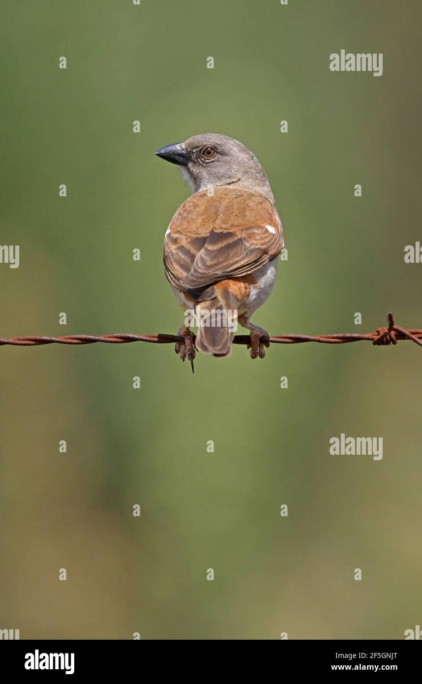Parrot billed sparrow passer gongonensis adult hi-res stock photography ...