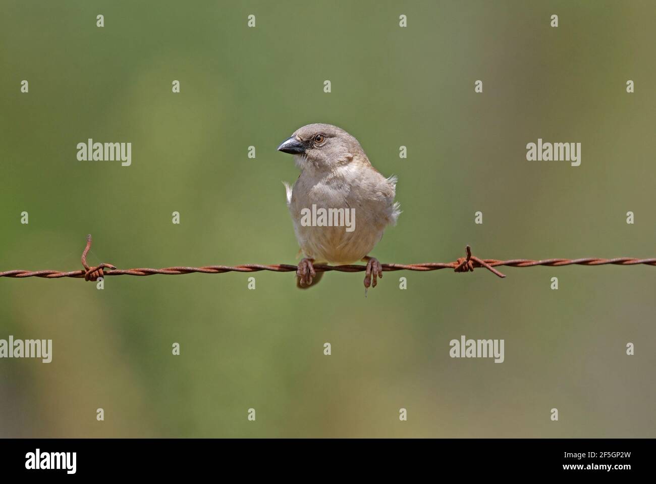 Parrot billed sparrow passer gongonensis adult hi-res stock photography ...
