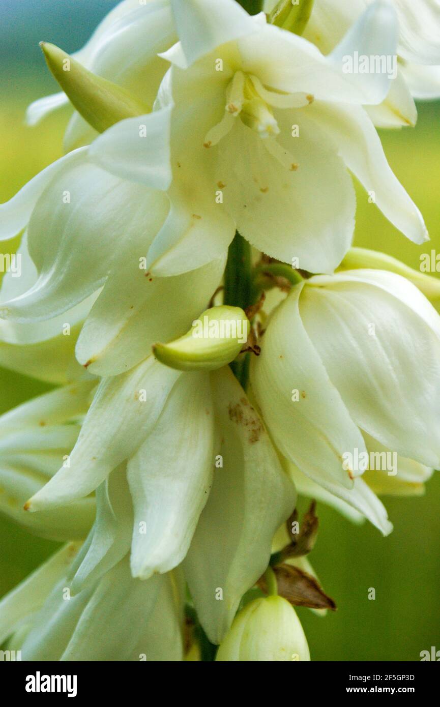 Vertical shot of blooming Adam's needle flowers in the greenery Stock ...