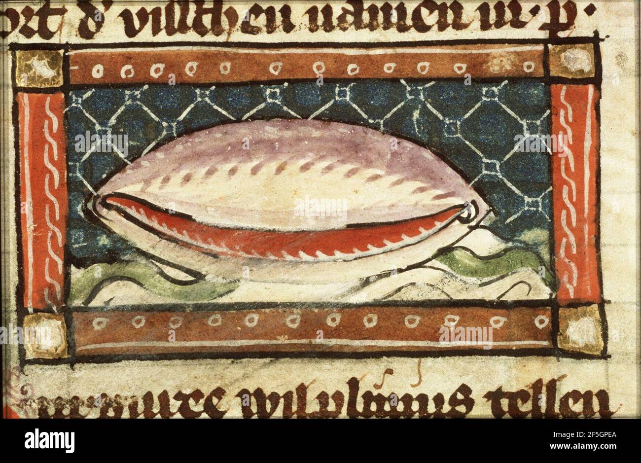 Purpuree (shellfish yielding a purple dye) - Der naturen bloeme - Jacob ...