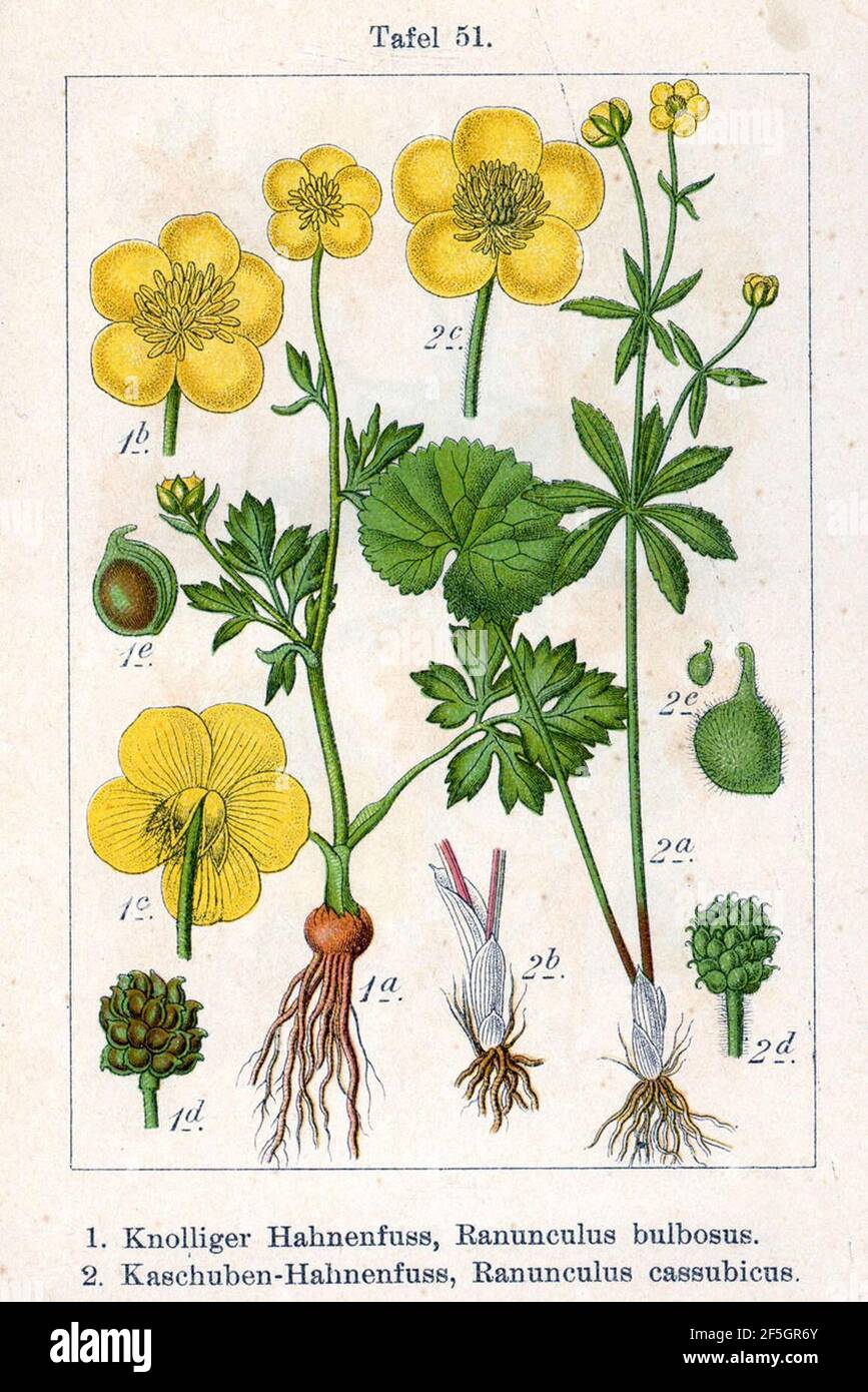 Ranunculus spp hi-res stock photography and images - Alamy