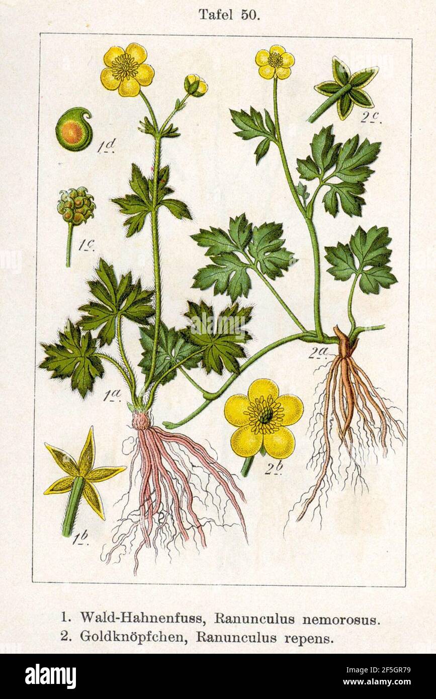 Ranunculus spp Sturm50 Stock Photo - Alamy