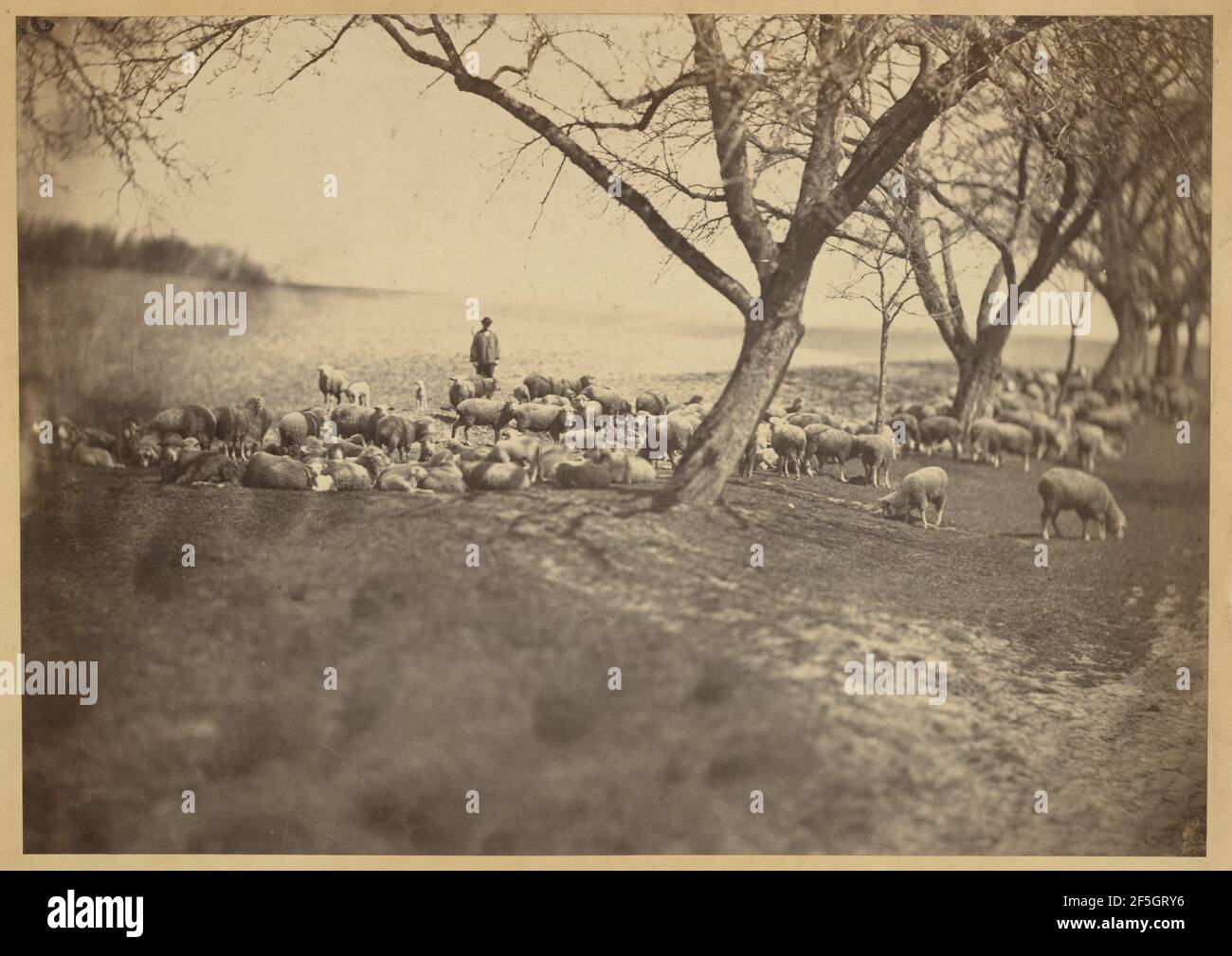 Shepherd and Flock of Sheep. Adolphe Braun (French, 1812 - 1877 Stock ...