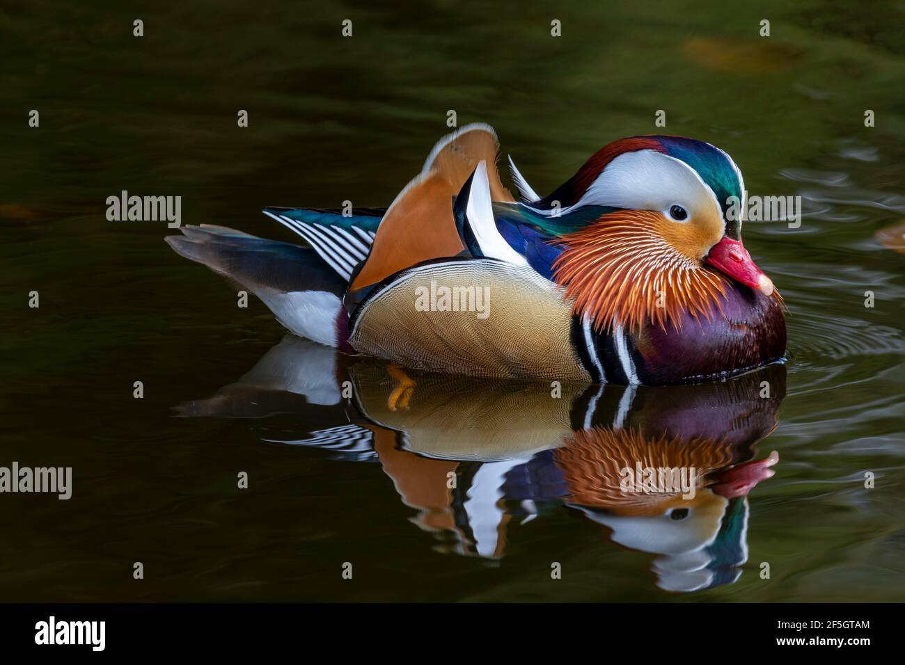 Mandarin duck (Aix galericulata), male drake with vibrant colorful ...