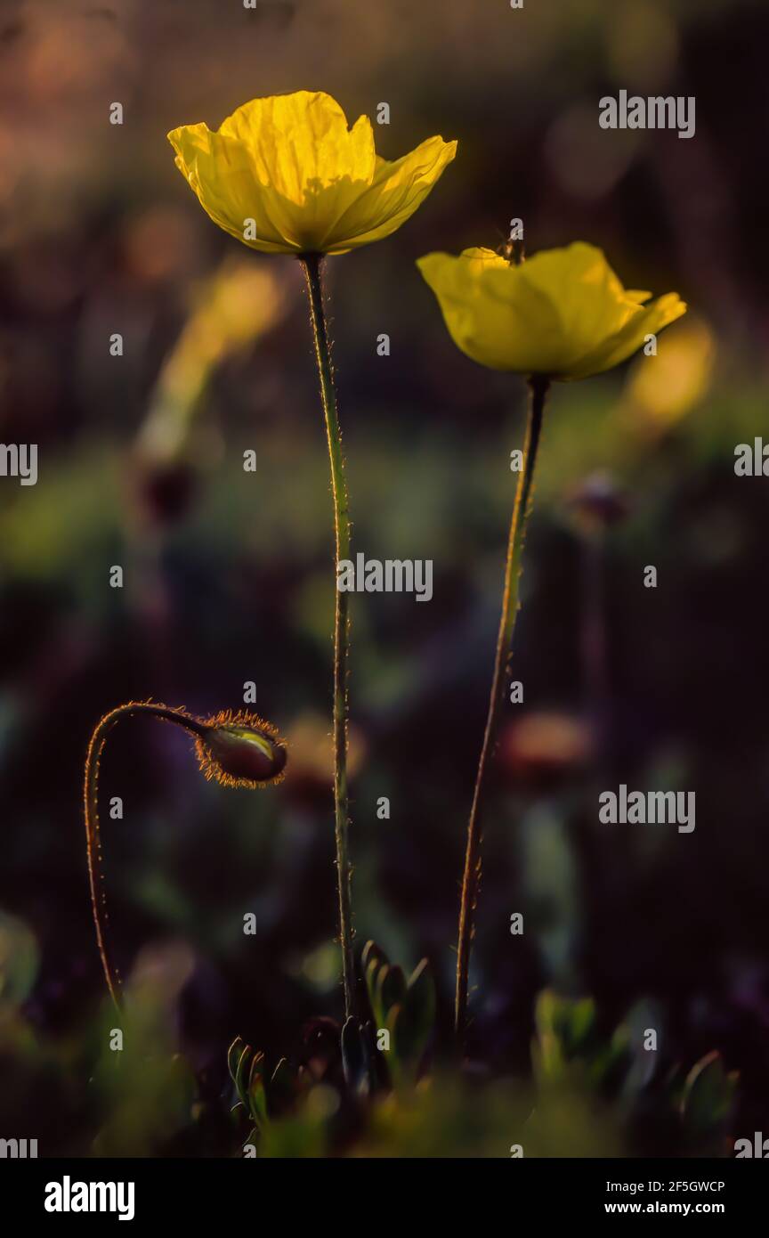 Yellow poppy, Papaver sp., on the arctic tundra of Gates of the Arctic ...