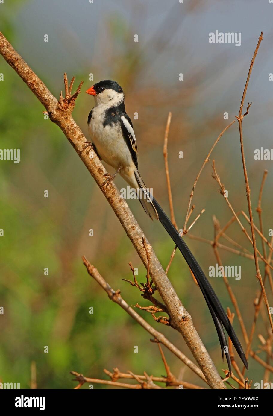 Pin Tailed Whydah Vidua Macroura High Resolution Stock Photography and ...