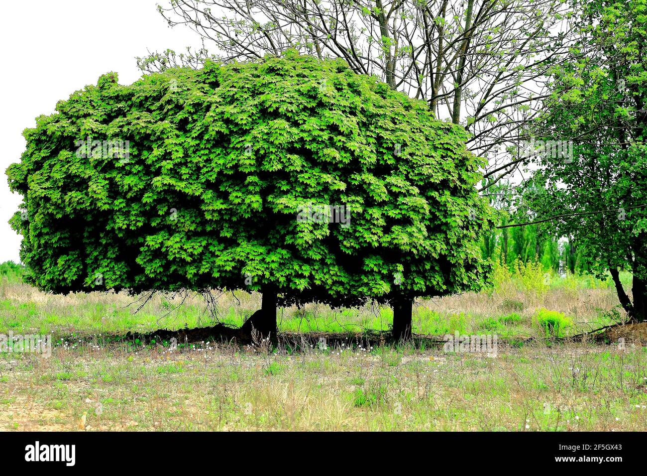 A beautifully shaped tree in a suburban clearing Stock Photo - Alamy