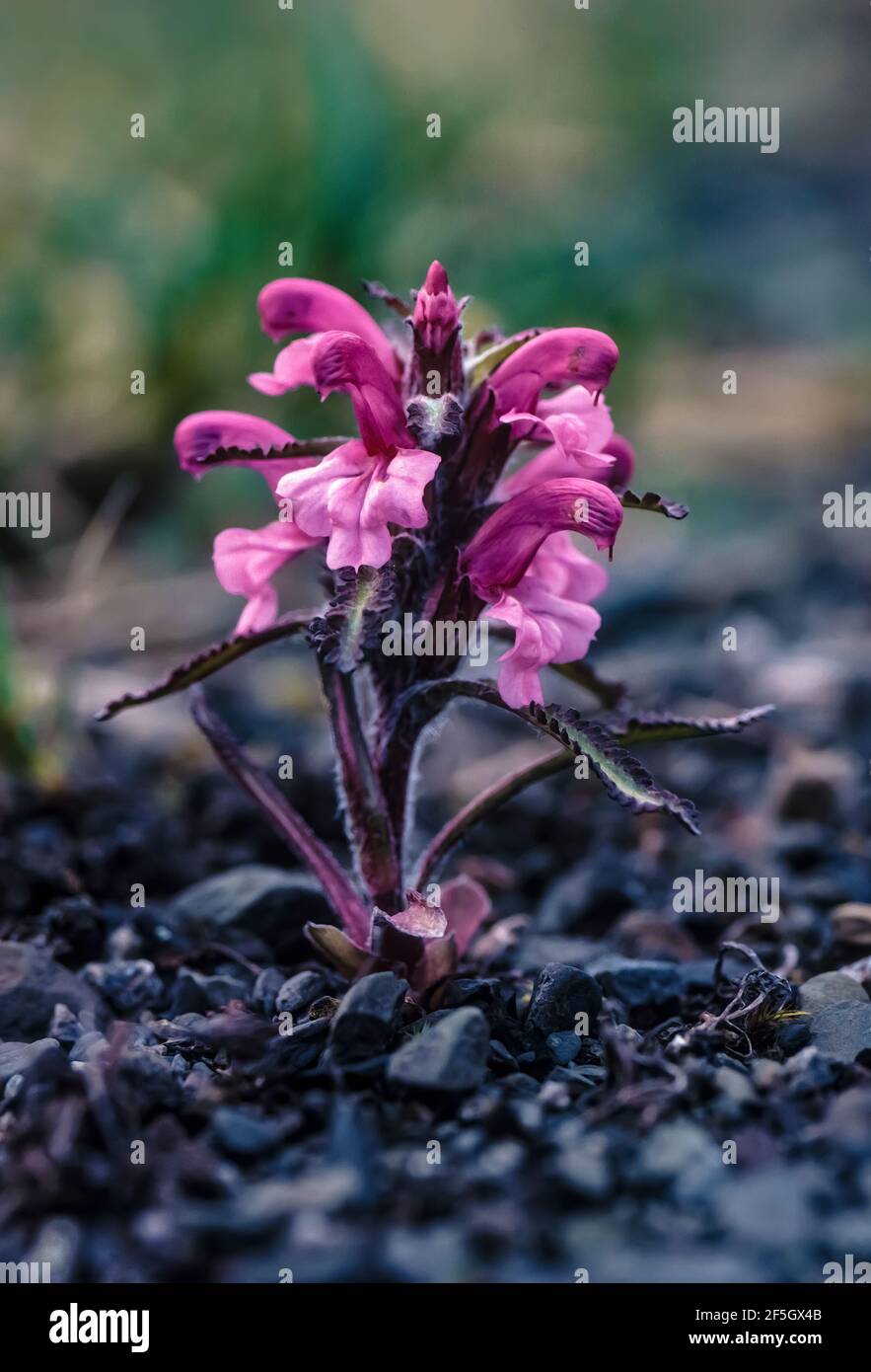 Arctic lousewort hi-res stock photography and images - Alamy