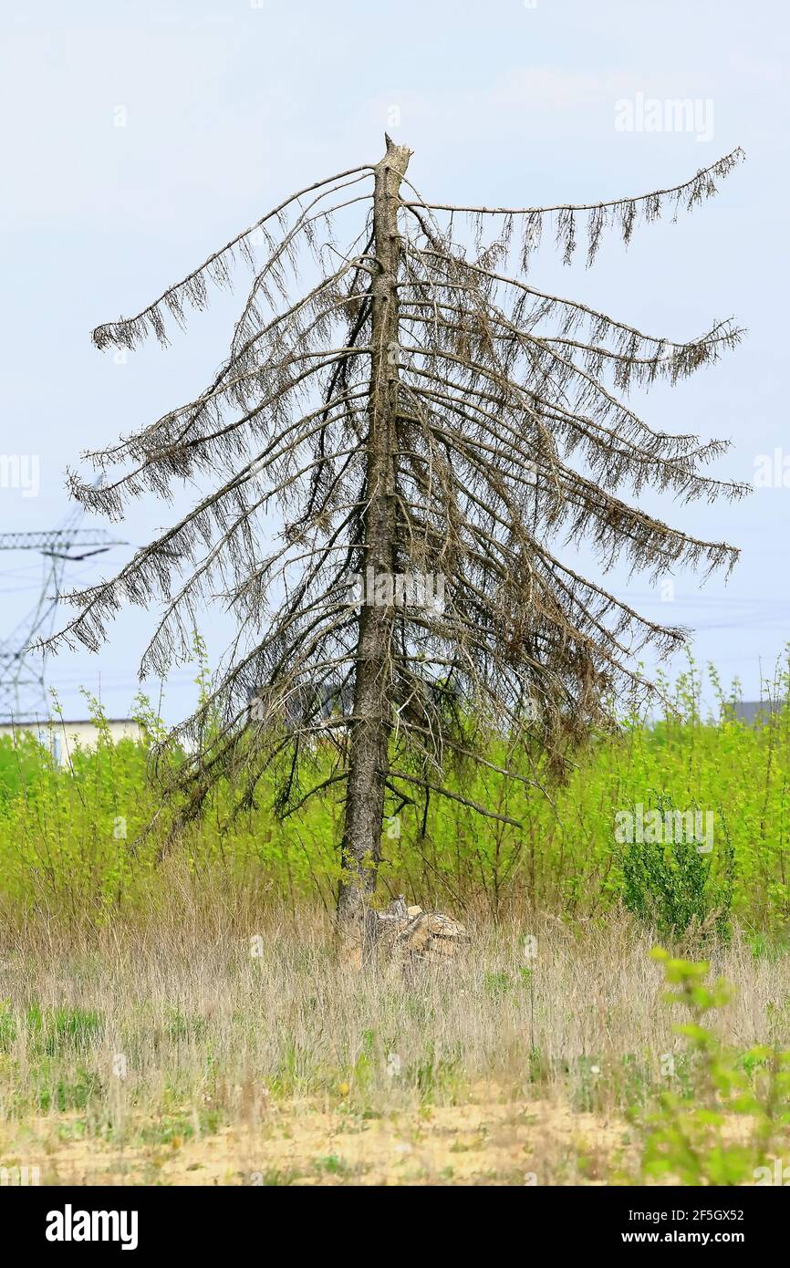Old withered trees in hi-res stock photography and images - Alamy