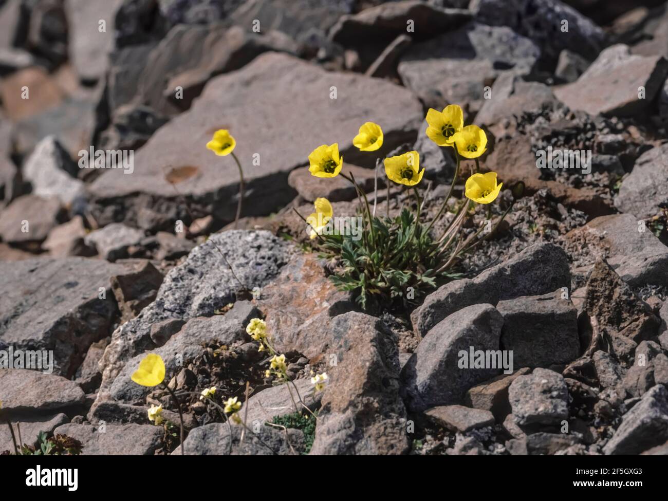 Yellow poppies, Papaver sp., growing on a rocky slope in alpine tundra ...