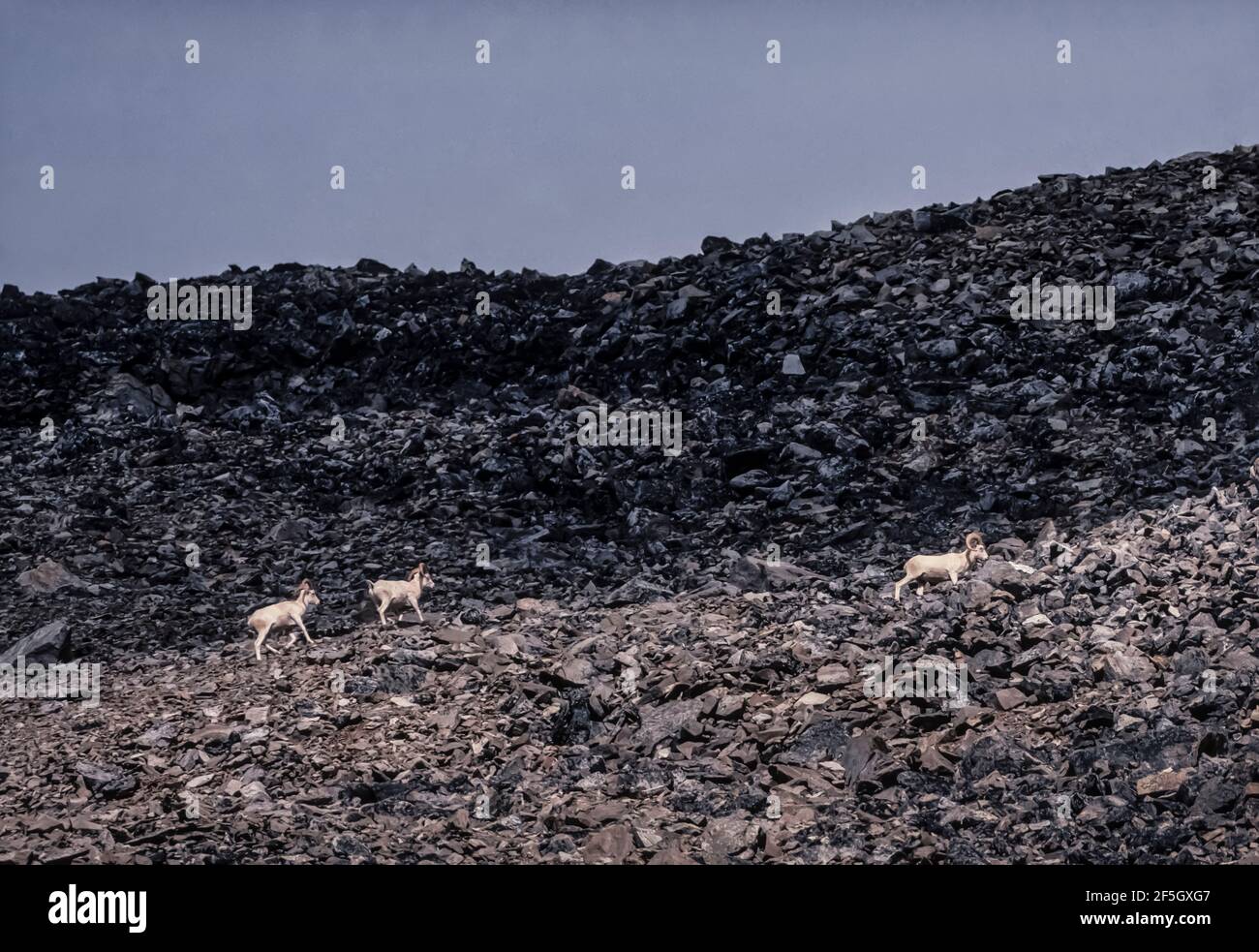 Dall Sheep, Ovid dalli, on a talus slope in Gates of the Arctic ...