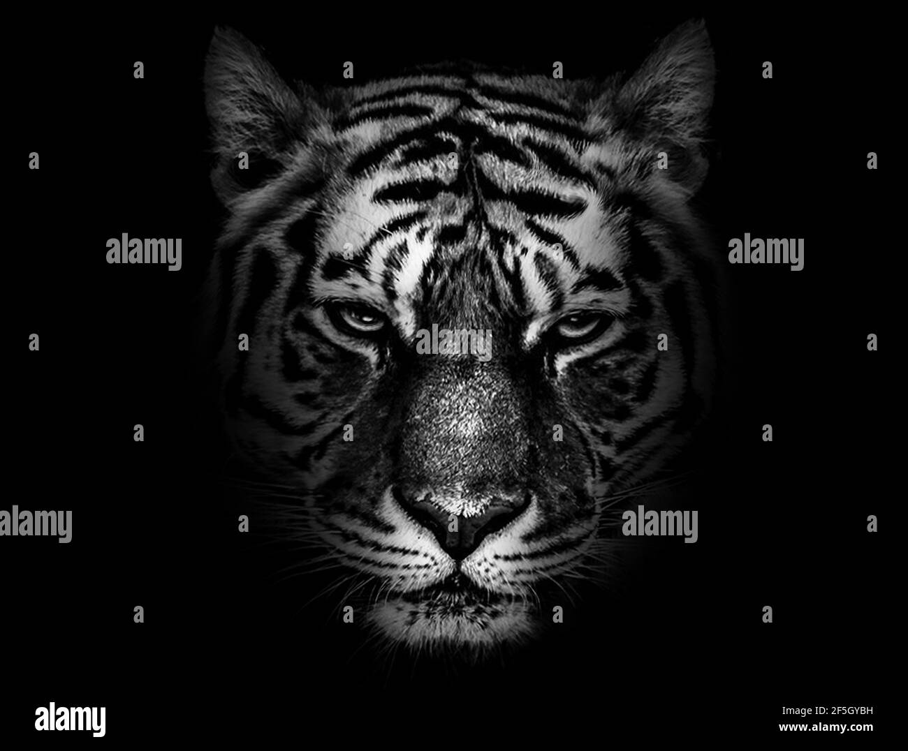 Tiger face profile , animal abstract Stock Photo - Alamy