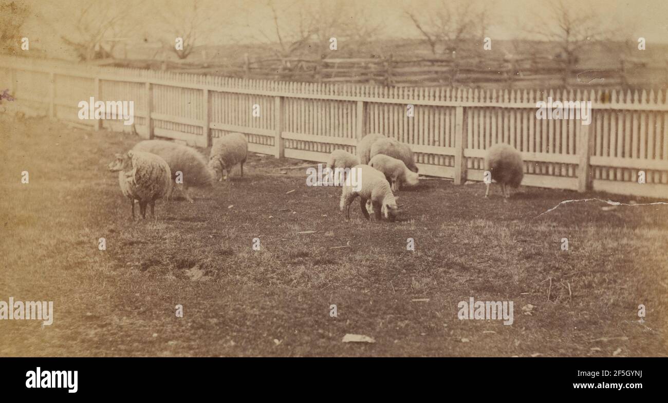 Avondale farm hi-res stock photography and images - Alamy