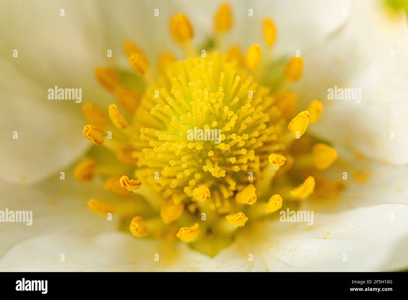 Industrial cultivation of strawberries. Bush of strawberry with flower ...