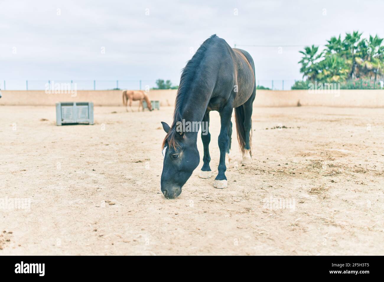 Adorable horse at the farm Stock Photo - Alamy