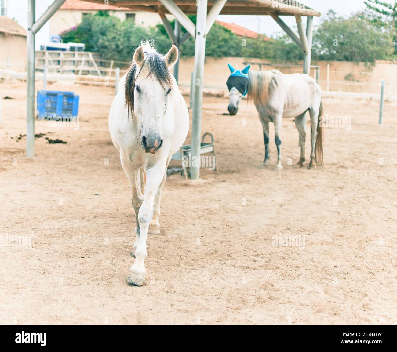 Adorable horses at the farm Stock Photo - Alamy