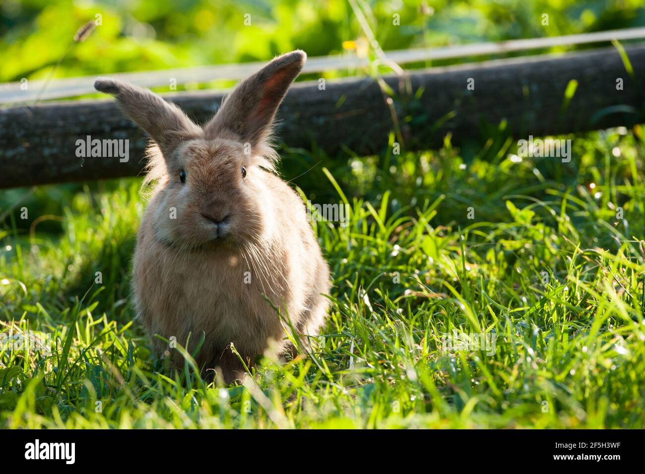 Rabbit in a summer meadow Stock Photo - Alamy