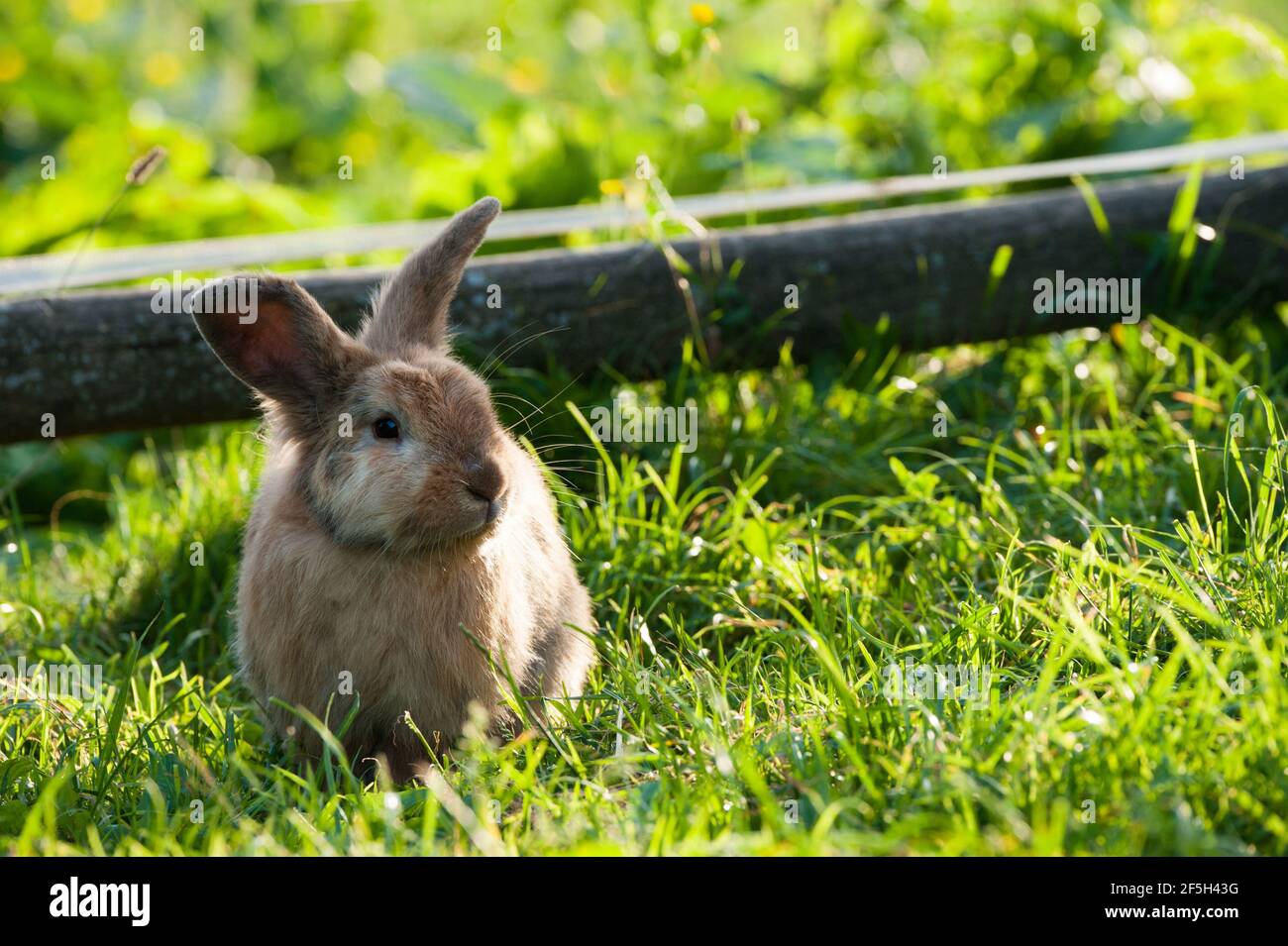 Rabbit in a summer meadow Stock Photo - Alamy