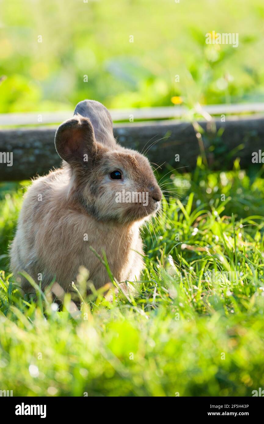 Rabbit in a summer meadow Stock Photo - Alamy