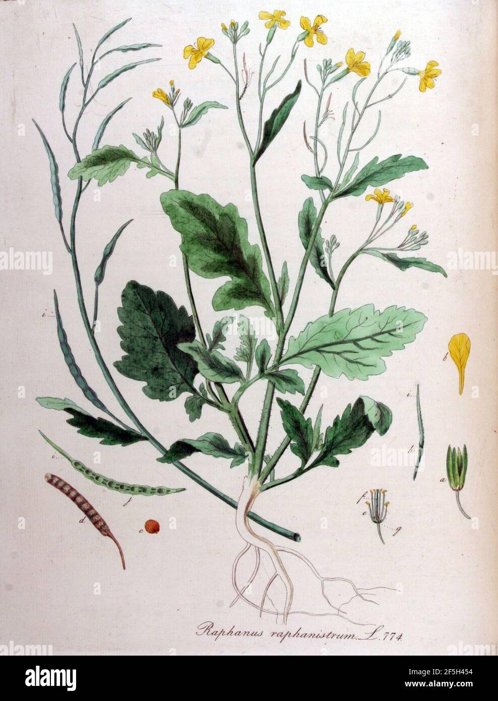 Raphanus raphanistrum — Flora Batava — Volume v10 Stock Photo - Alamy