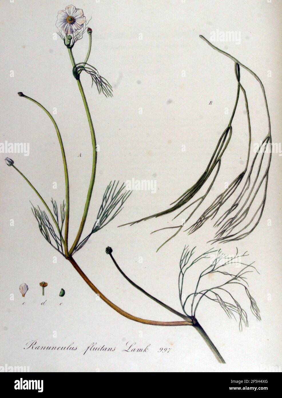 Ranunculus fluitans — Flora Batava — Volume v13 Stock Photo - Alamy