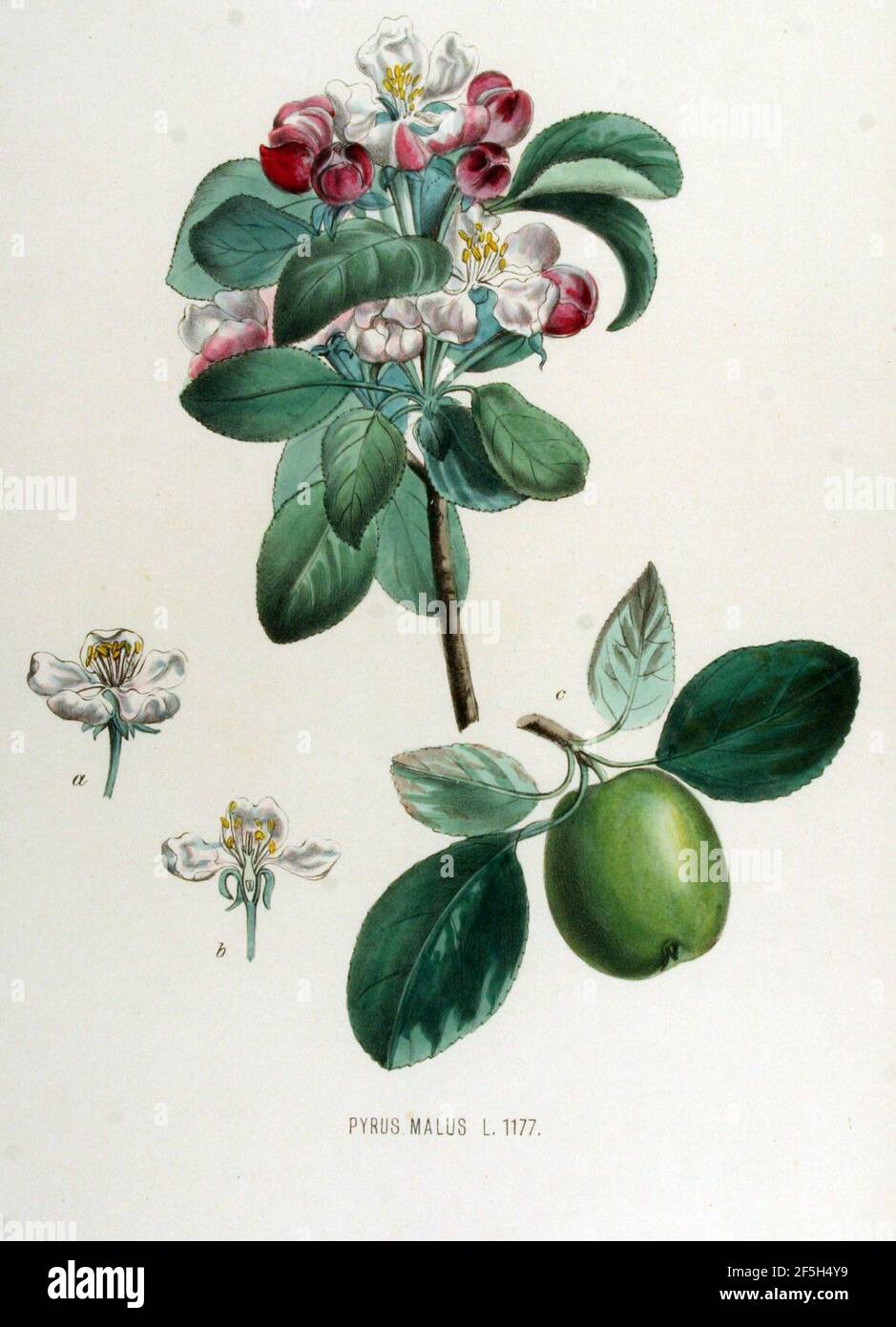 Pyrus malus — Flora Batava — Volume v15 Stock Photo - Alamy