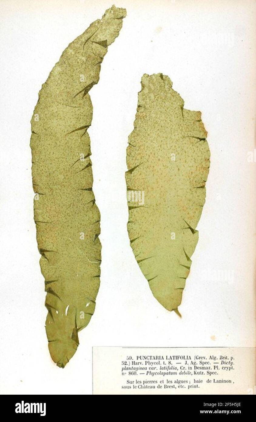 Punctaria latifolia Crouan Stock Photo - Alamy