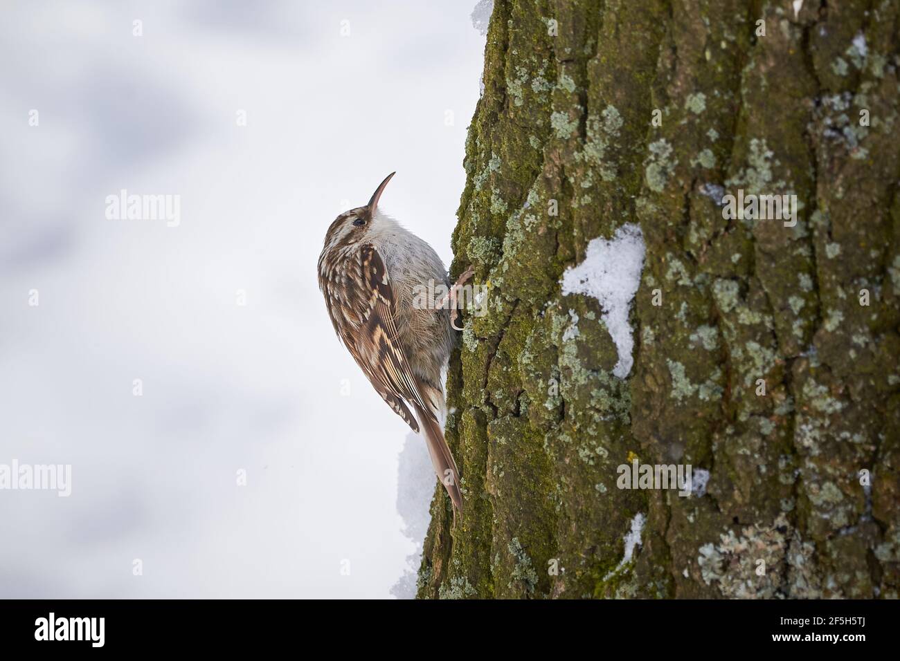 Eurasian treecreeper climbing tree in winter season (Certhia familiaris ...