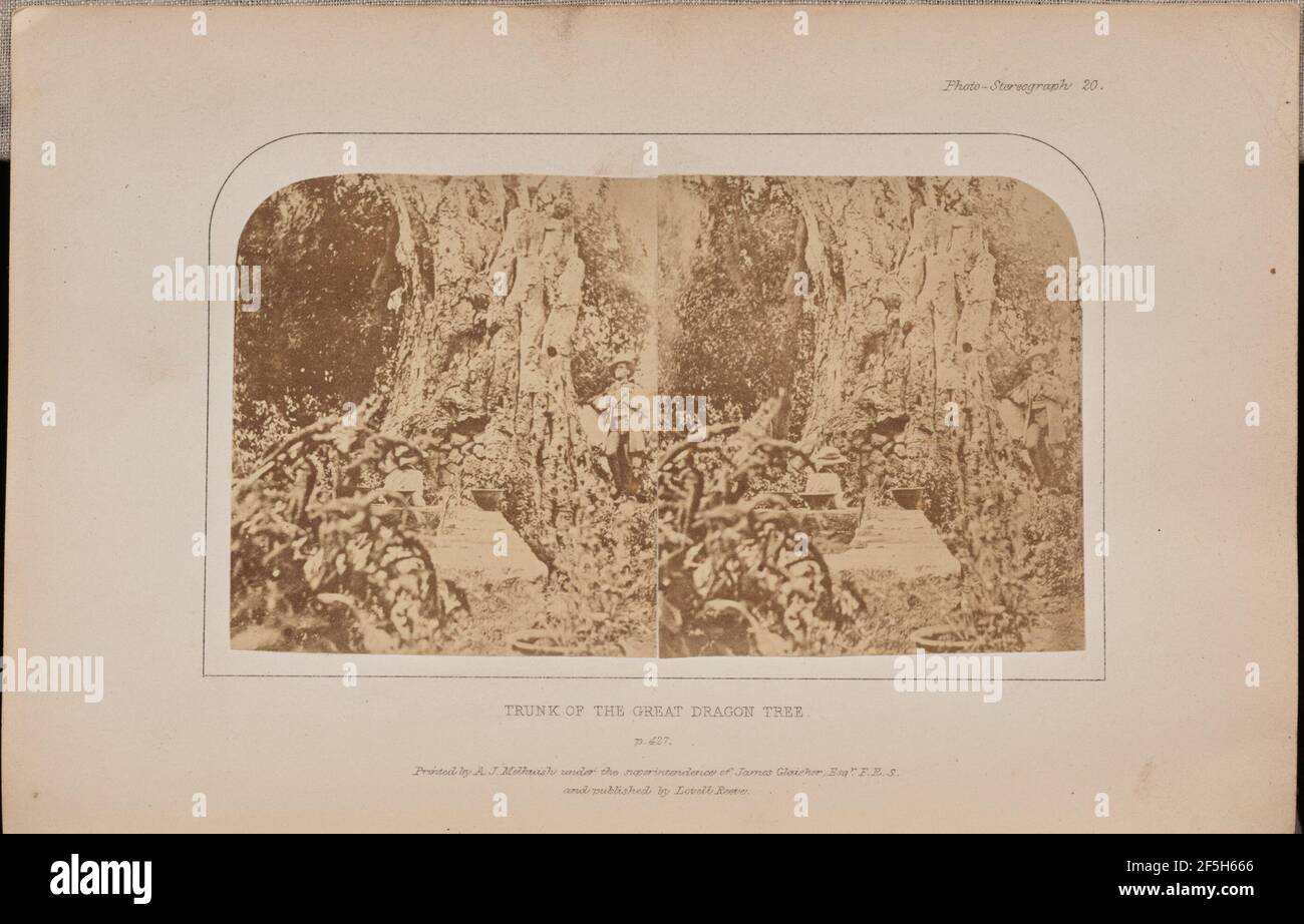 Trunk of the Great Dragon Tree. Charles Piazzi Smyth (British, 1819 ...