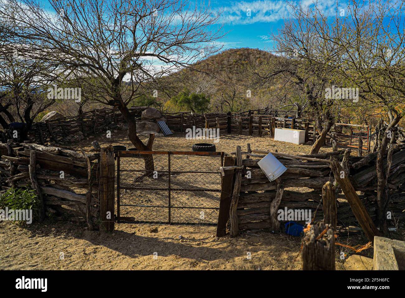 Empty pasture of mesquite wood logs for the cattle ranch on the ...