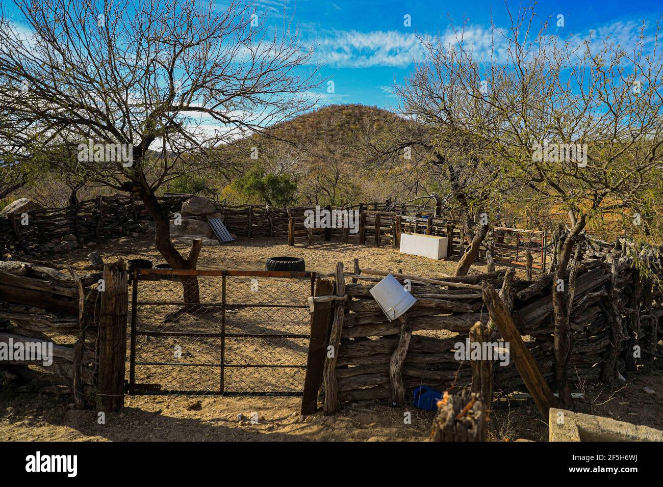 Empty pasture of mesquite wood logs for the cattle ranch on the ...