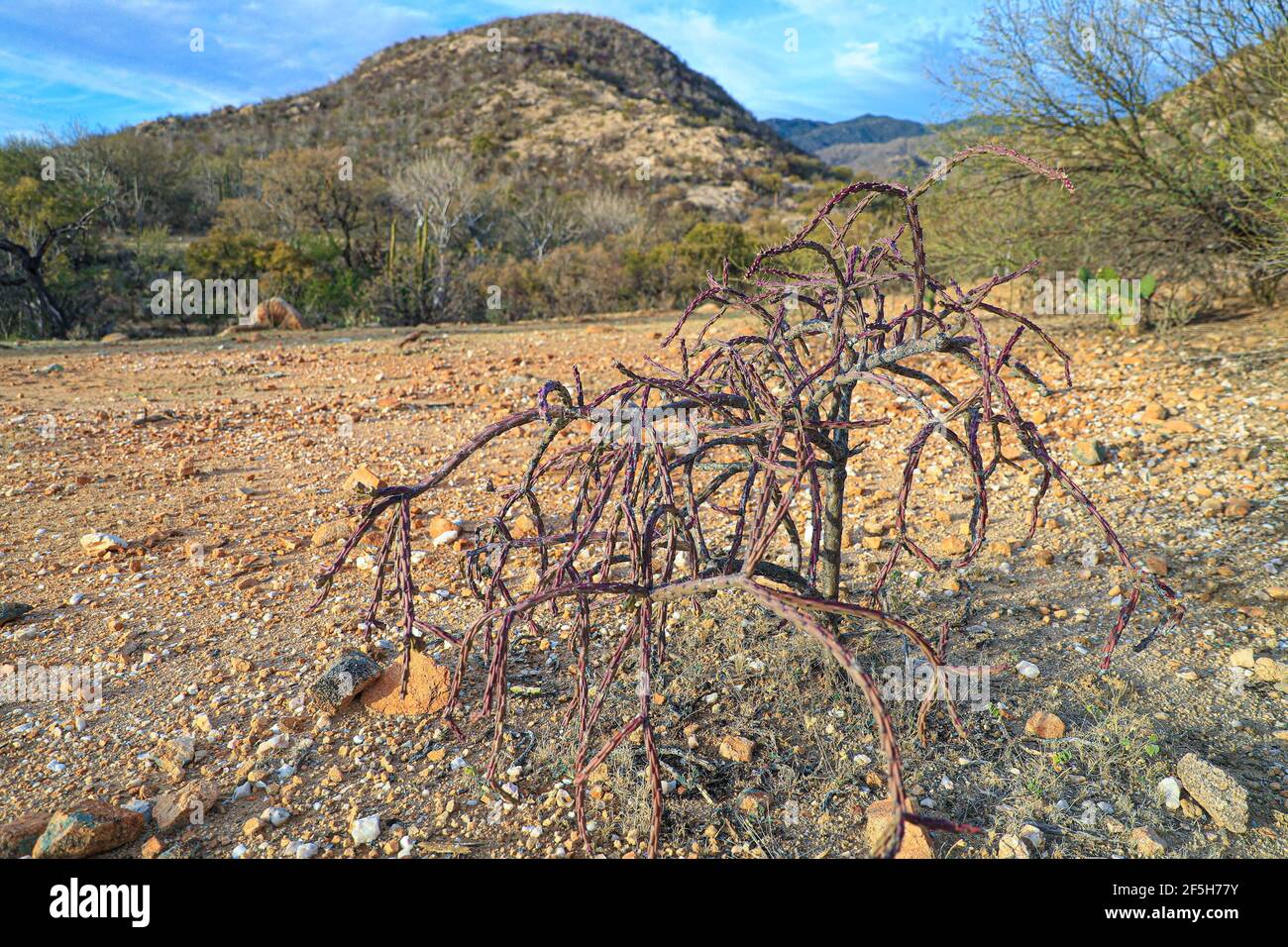 Choya plant green and purple color: Flora Sudcalifornios, sudcalifornia ...