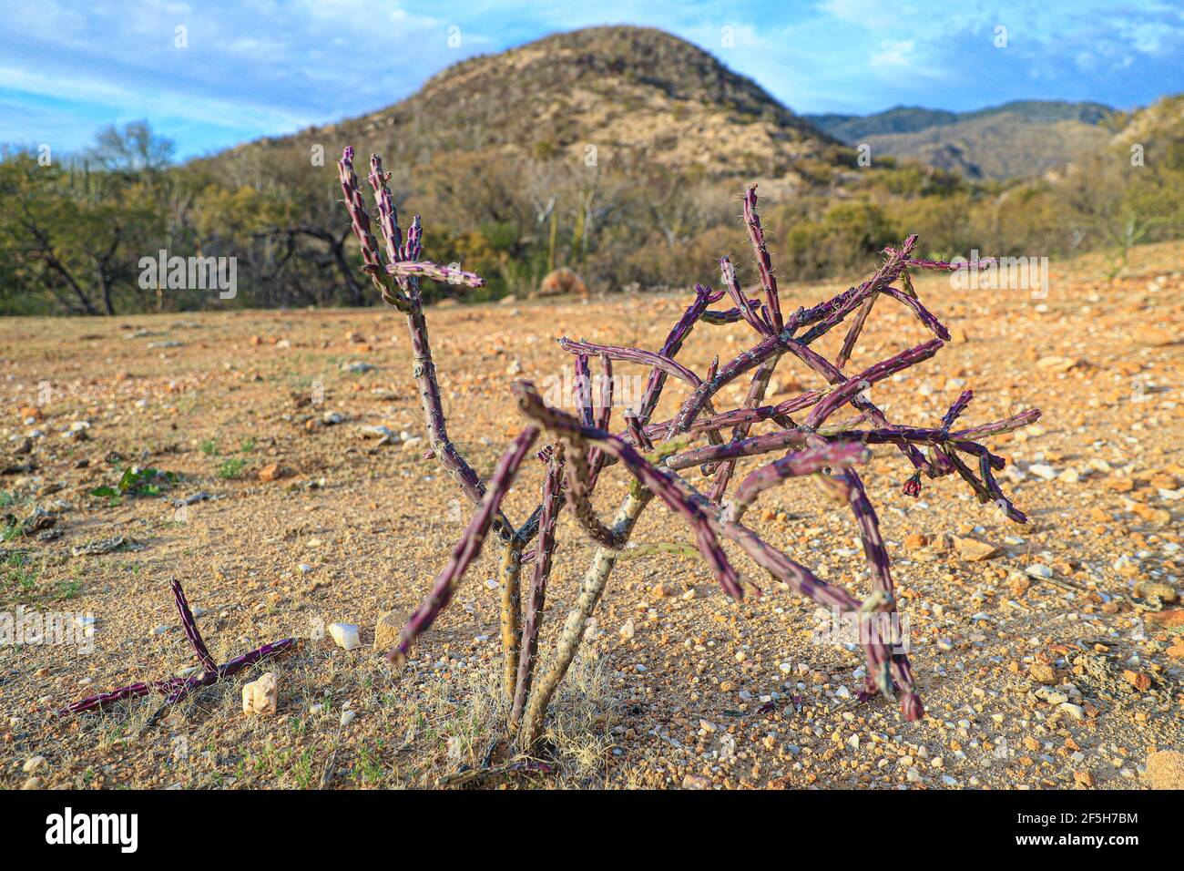 Choya plant green and purple color: Flora Sudcalifornios, sudcalifornia ...