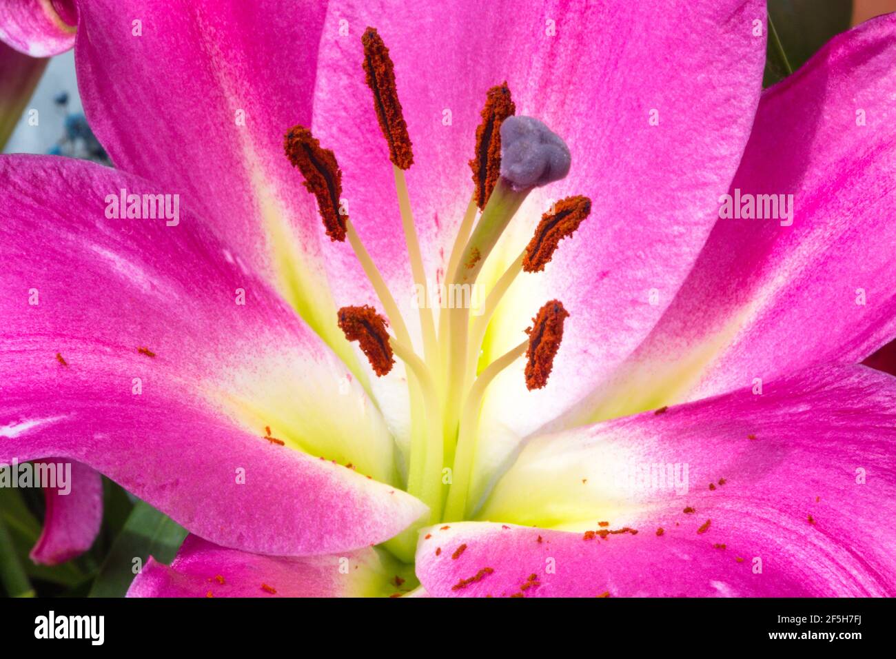 Flowers in a bouquet, photographed up close, pestle and pestle in focus ...