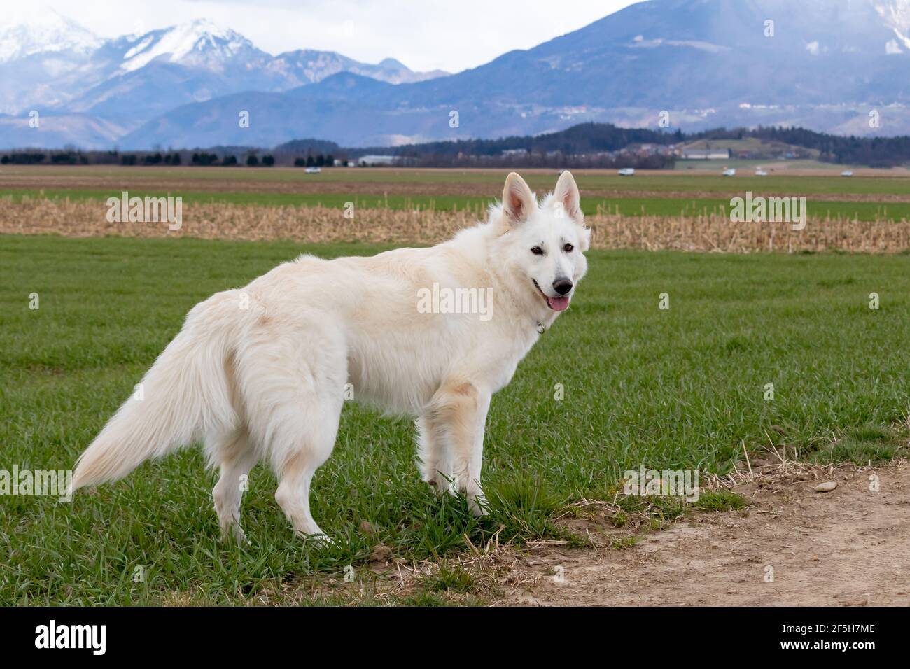 White Swiss Shepherd Dog on a field outside. Adult berger blanc breed ...