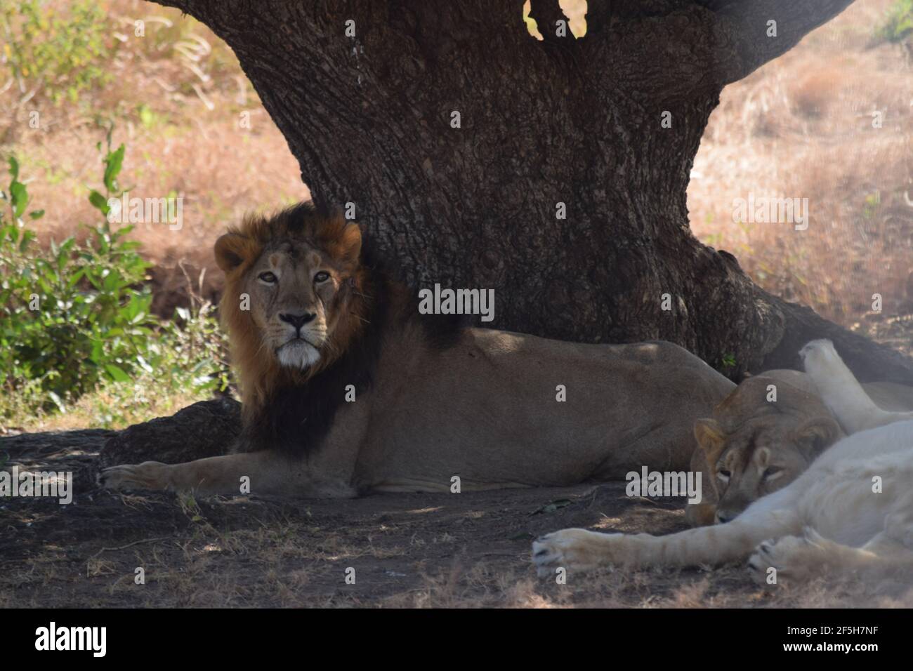 Lion lying under the tree in the savanna Stock Photo - Alamy