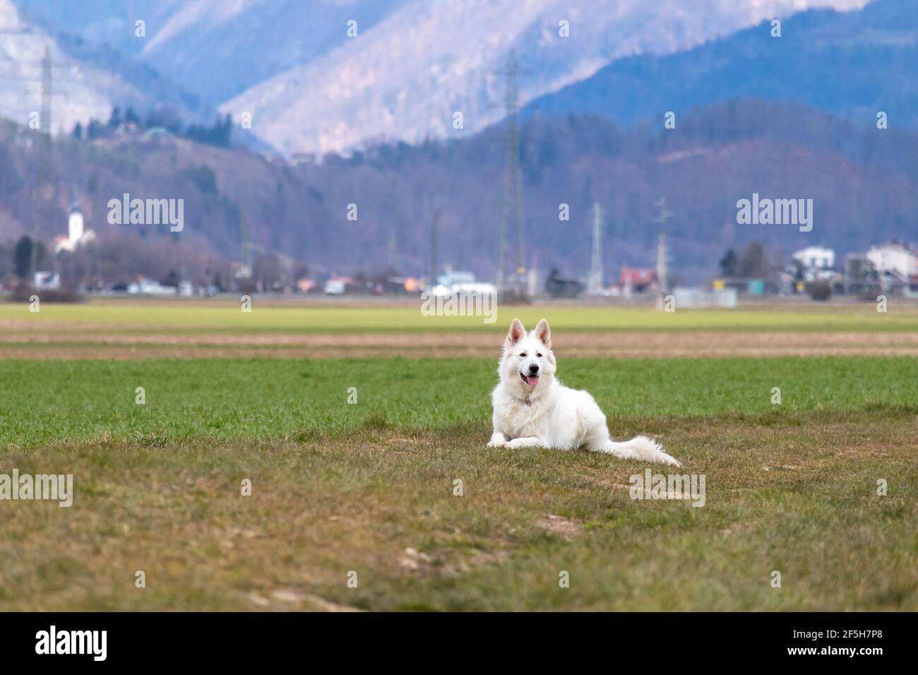 White Swiss Shepherd Dog on a field outside. Adult berger blanc breed ...