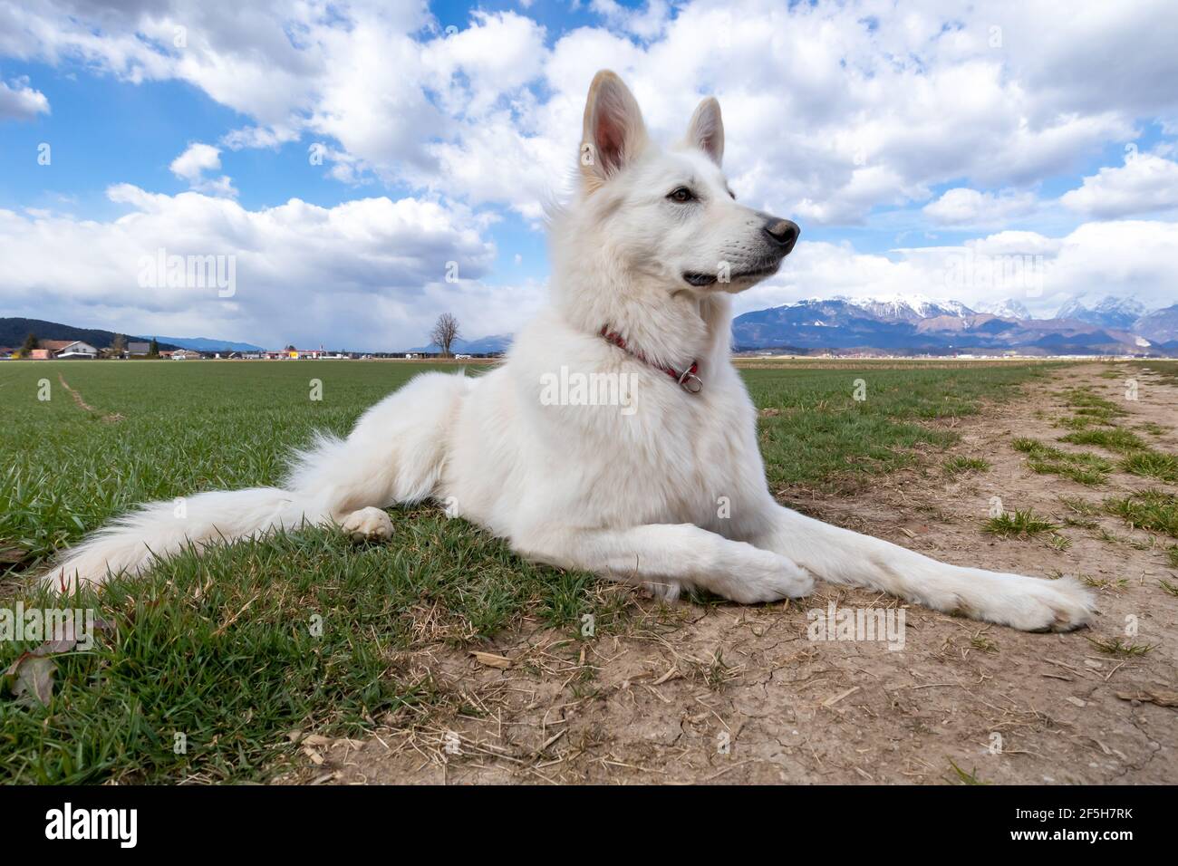 White Swiss Shepherd Dog on a field outside. Adult berger blanc breed ...
